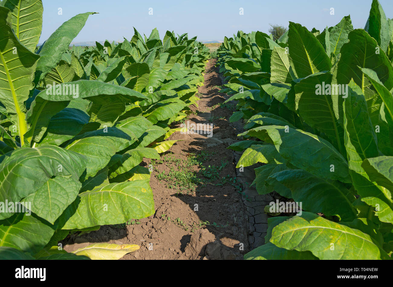 Virginischer Tabak Stockfotos und -bilder Kaufen - Alamy