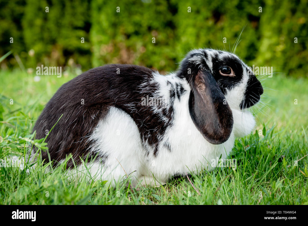 Schwarz weiß kaninchen -Fotos und -Bildmaterial in hoher Auflösung – Alamy