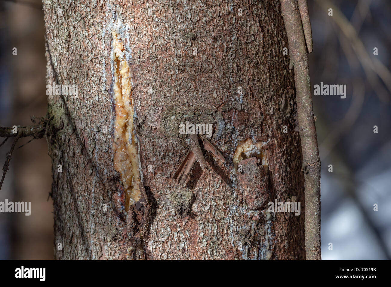 Fichte Rinde. Picea abies Stamm. Harz Stockfotografie - Alamy