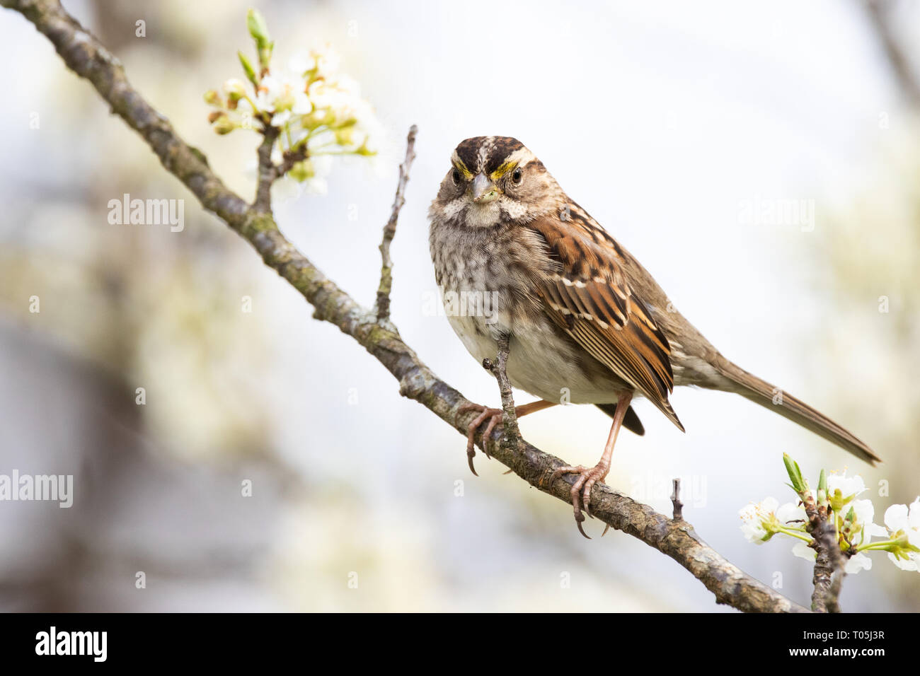 Spatzen gelb -Fotos und -Bildmaterial in hoher Auflösung – Alamy