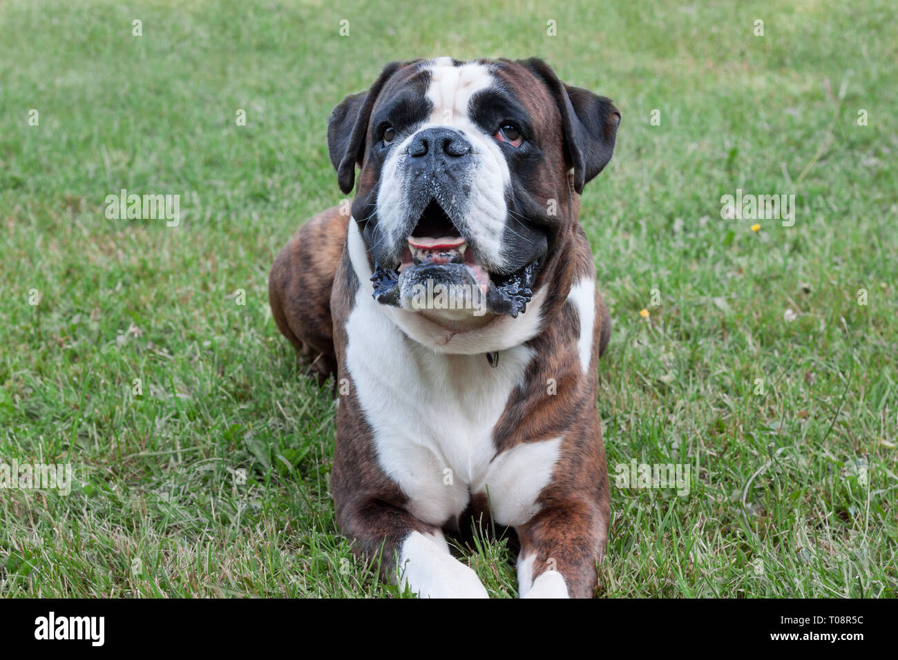Boxer Welpen gestromt mit weißen Abzeichen liegt auf einer grünen Wiese ...