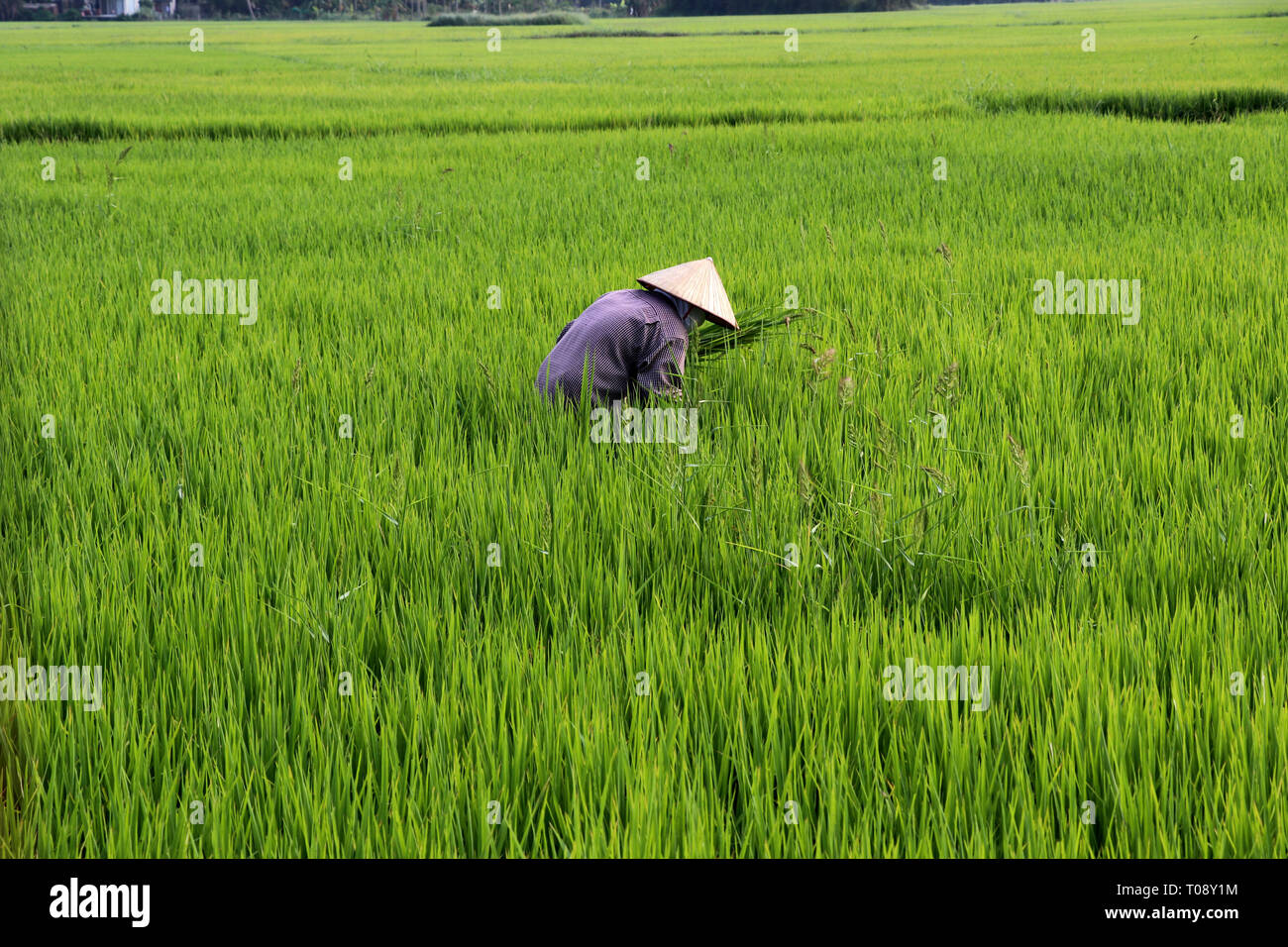 Reisbauer bei der ernte -Fotos und -Bildmaterial in hoher Auflösung – Alamy