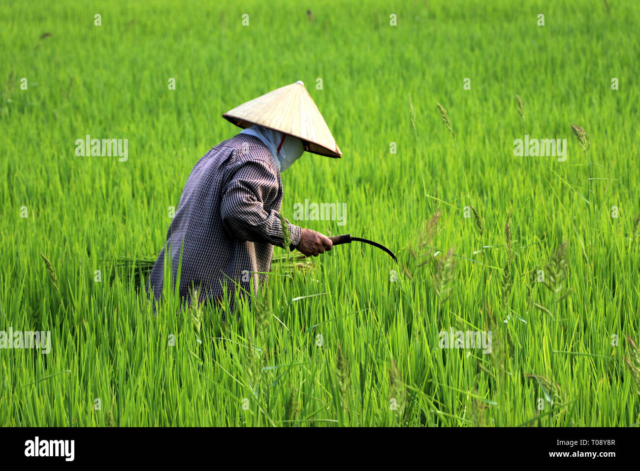 Reisbauer bei der ernte -Fotos und -Bildmaterial in hoher Auflösung – Alamy