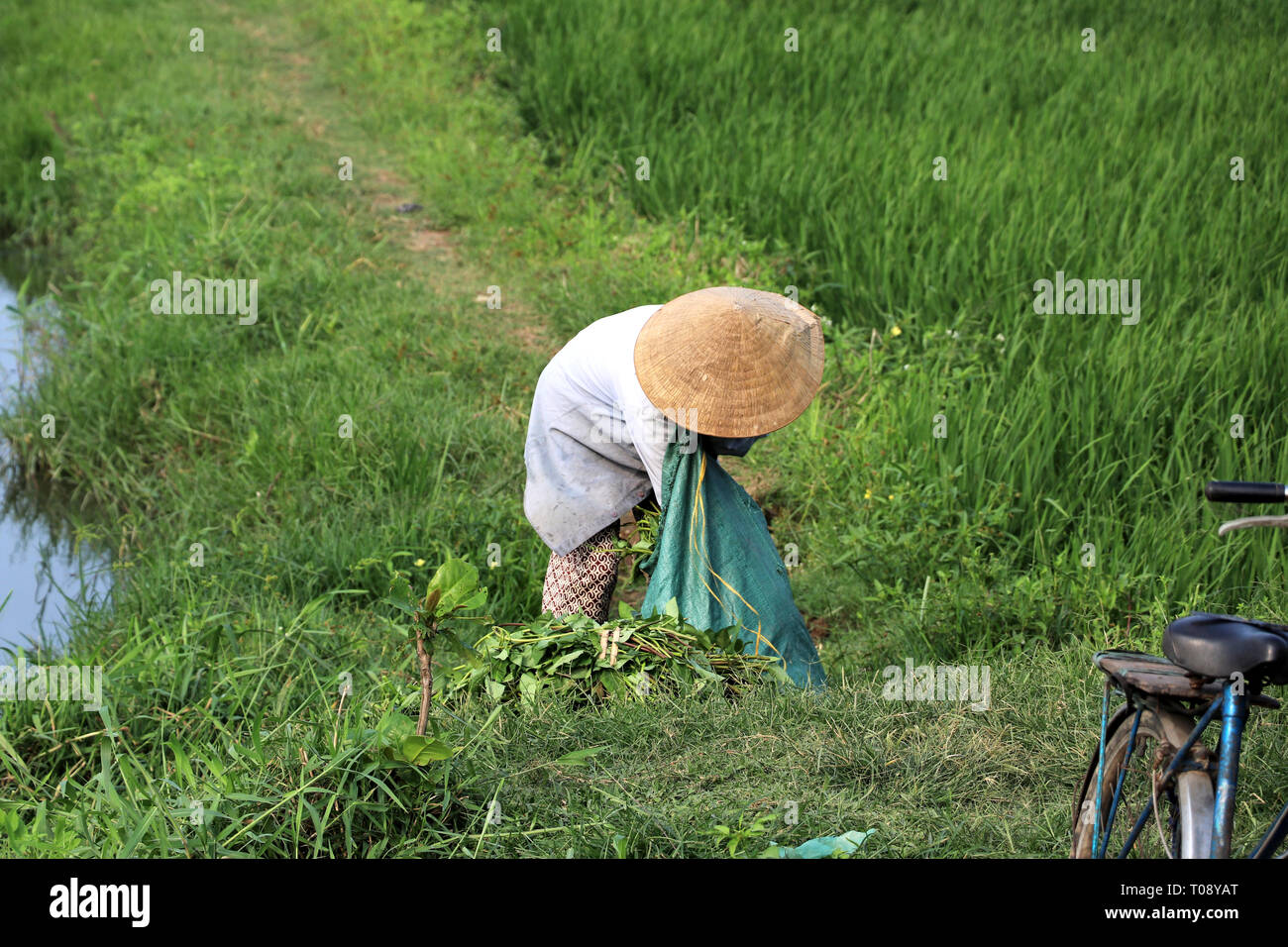 Reisbauer bei der ernte -Fotos und -Bildmaterial in hoher Auflösung – Alamy
