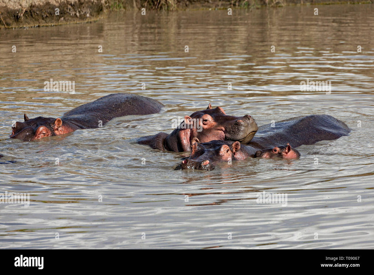 Hippo family -Fotos und -Bildmaterial in hoher Auflösung – Alamy