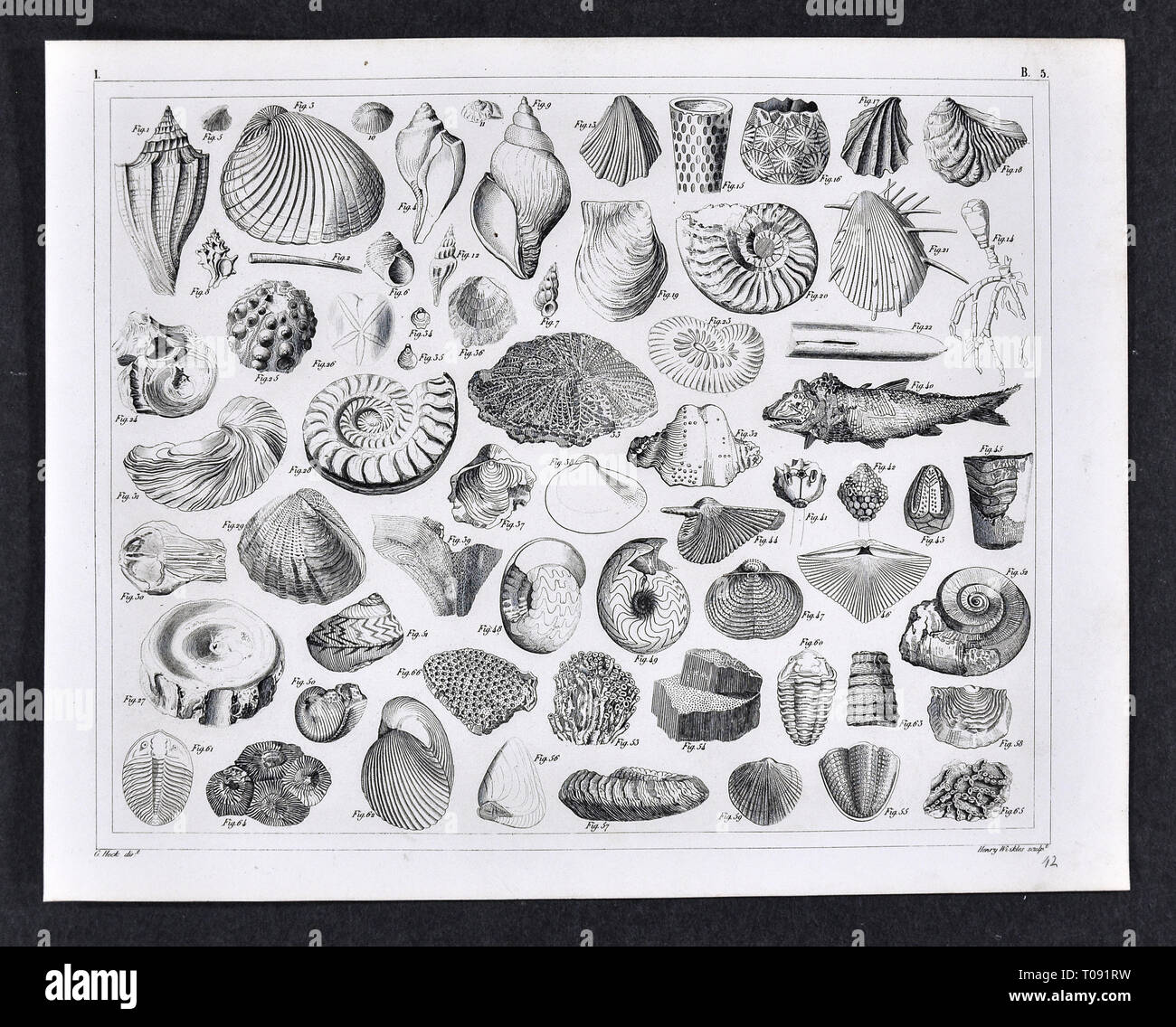 1849 Bilder Atlas Drucken - Prähistorische Fossilien aus dem ...