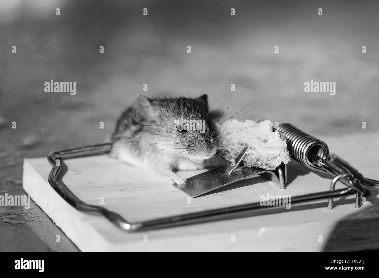 Maus Ratte Stockfotos und -bilder Kaufen - Alamy