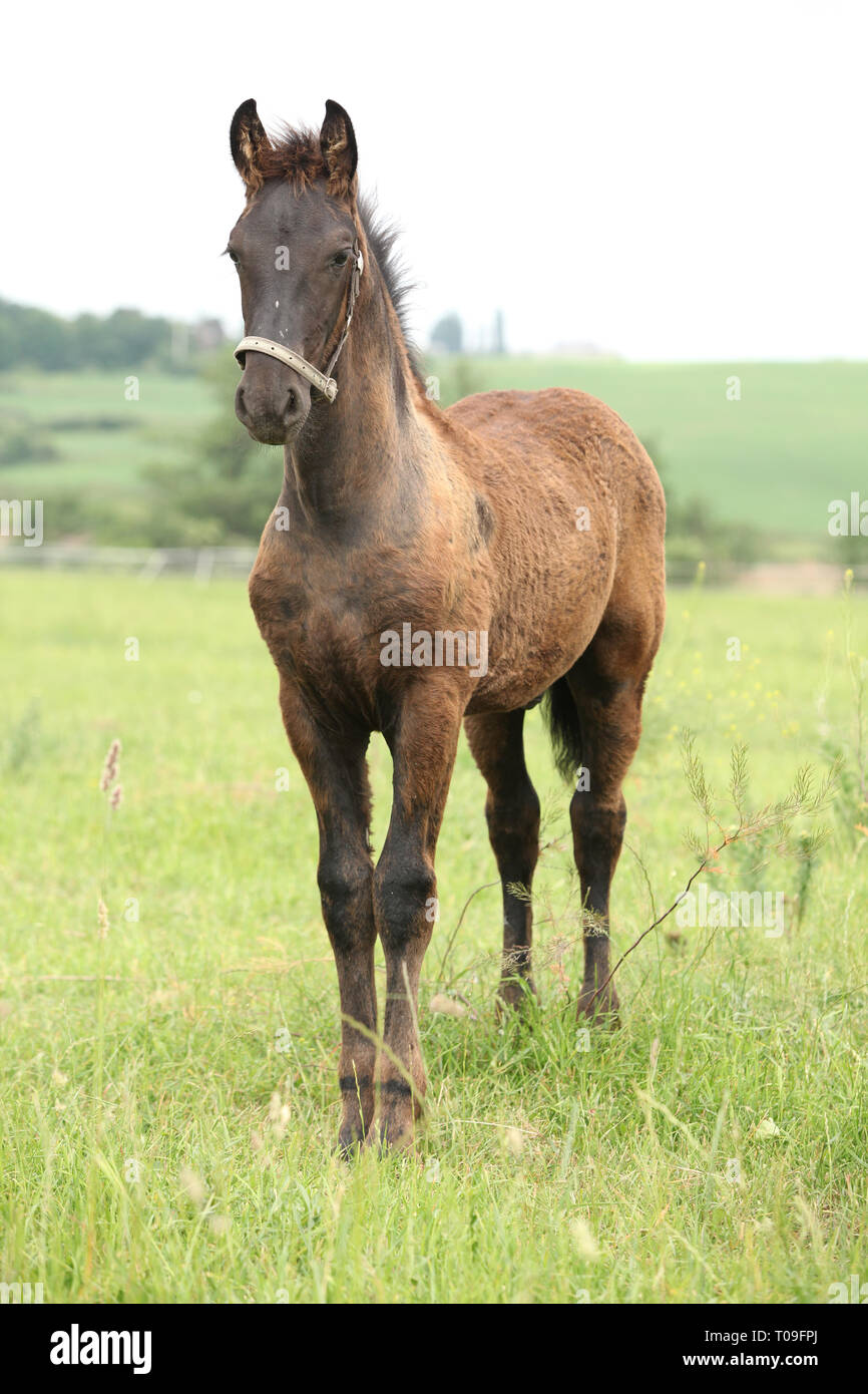 Friesen Fohlen Stockfotos und -bilder Kaufen - Alamy