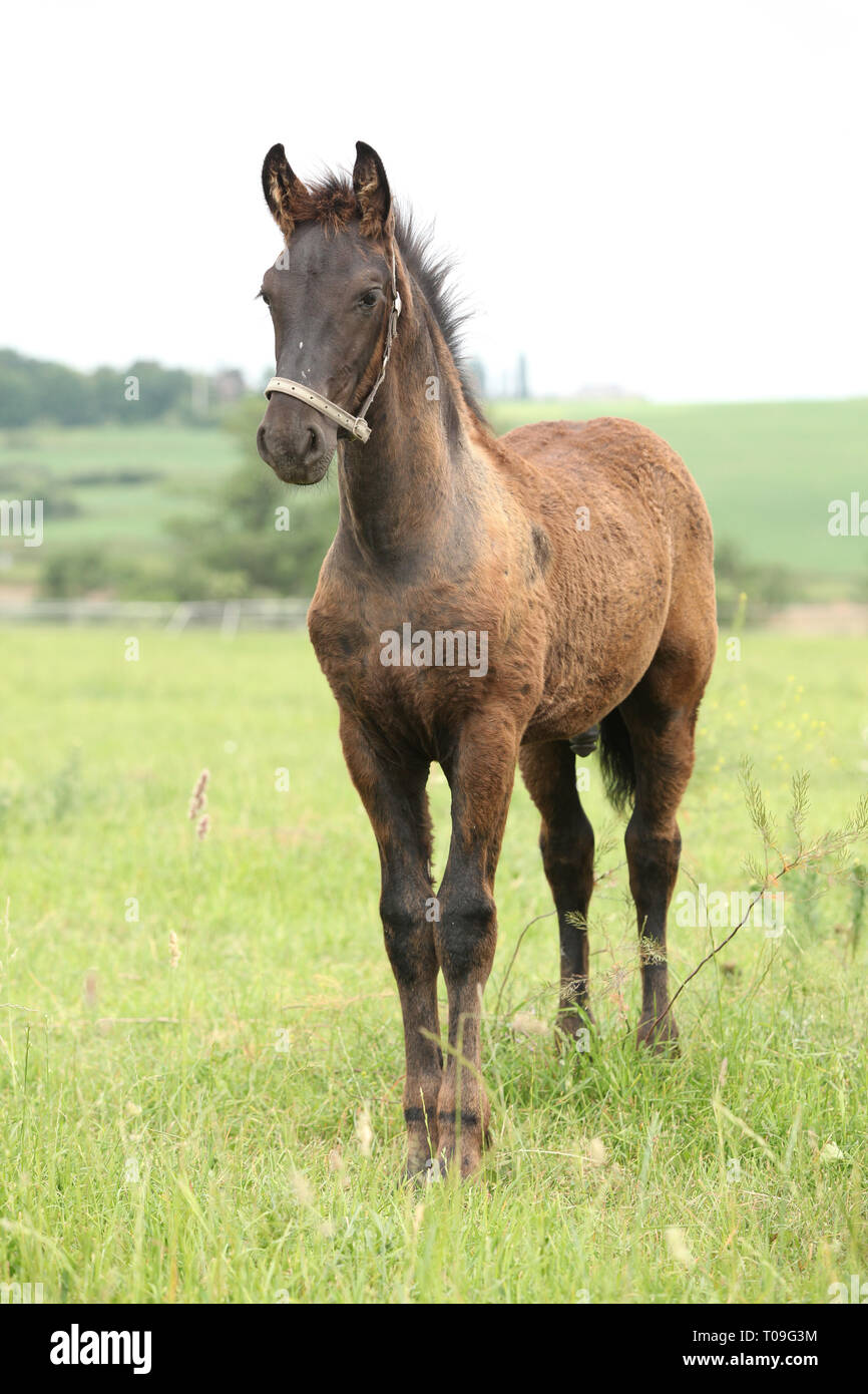 Friesen Fohlen Stockfotos und -bilder Kaufen - Alamy
