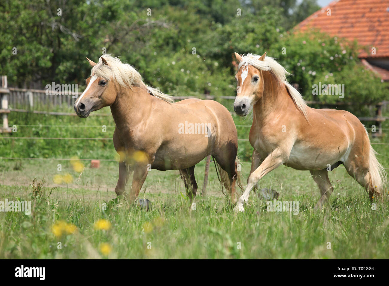 Haflinger running on -Fotos und -Bildmaterial in hoher Auflösung ...