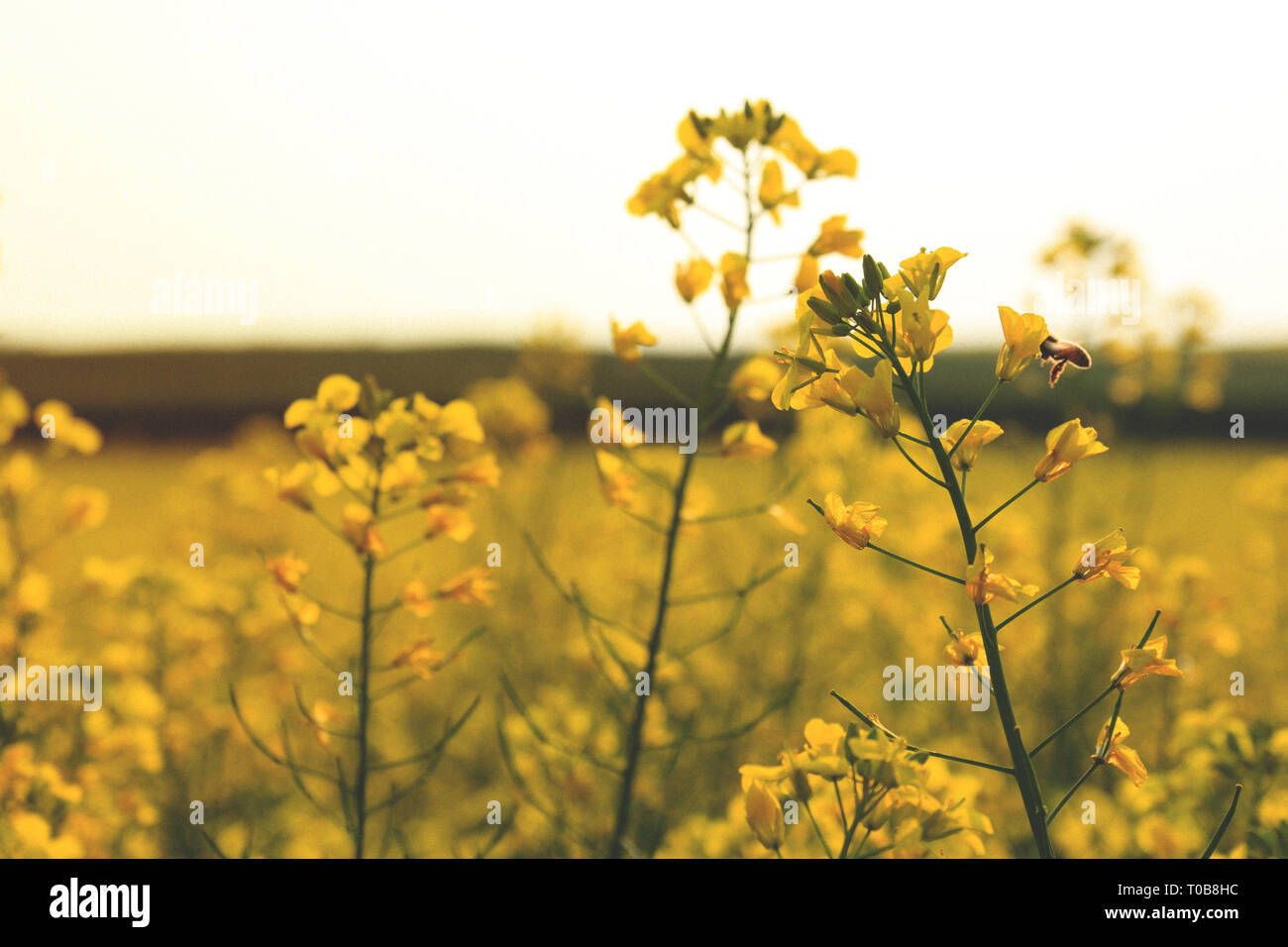 Gelbe blumen raps -Fotos und -Bildmaterial in hoher Auflösung – Alamy
