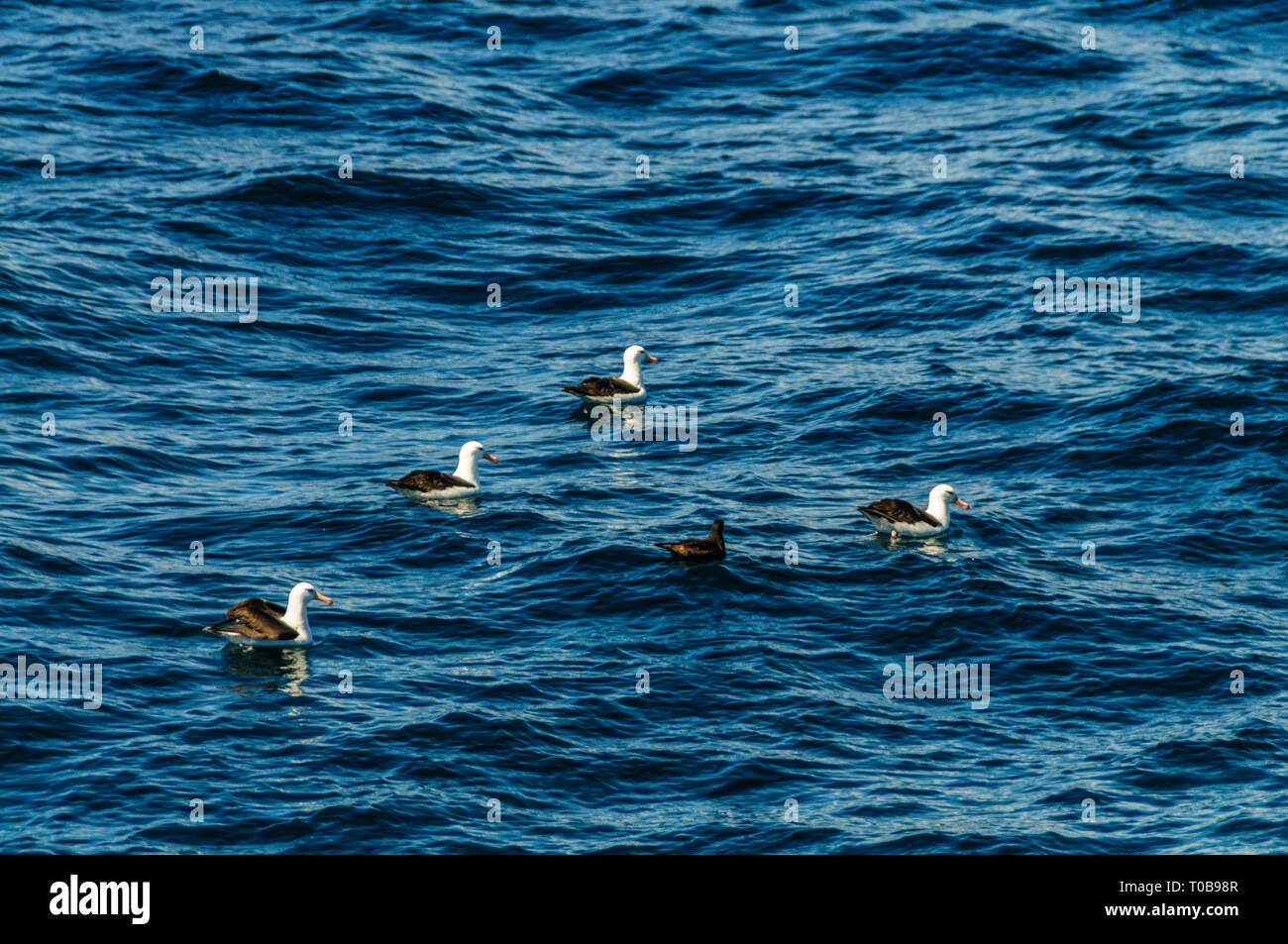 Thalassarche melanoph -Fotos und -Bildmaterial in hoher Auflösung – Alamy