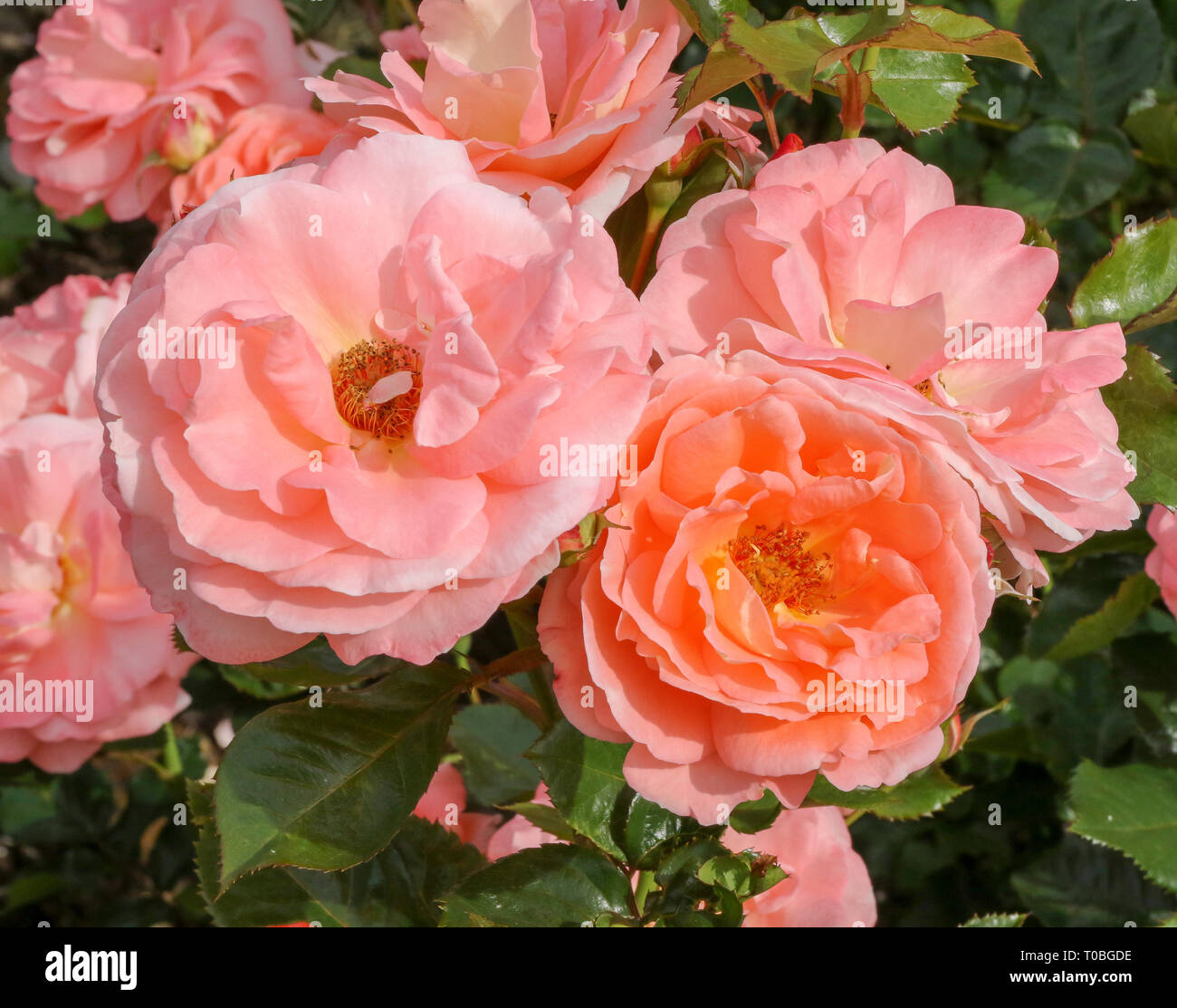 Rose kopf bonita Stockfotos und -bilder Kaufen - Alamy