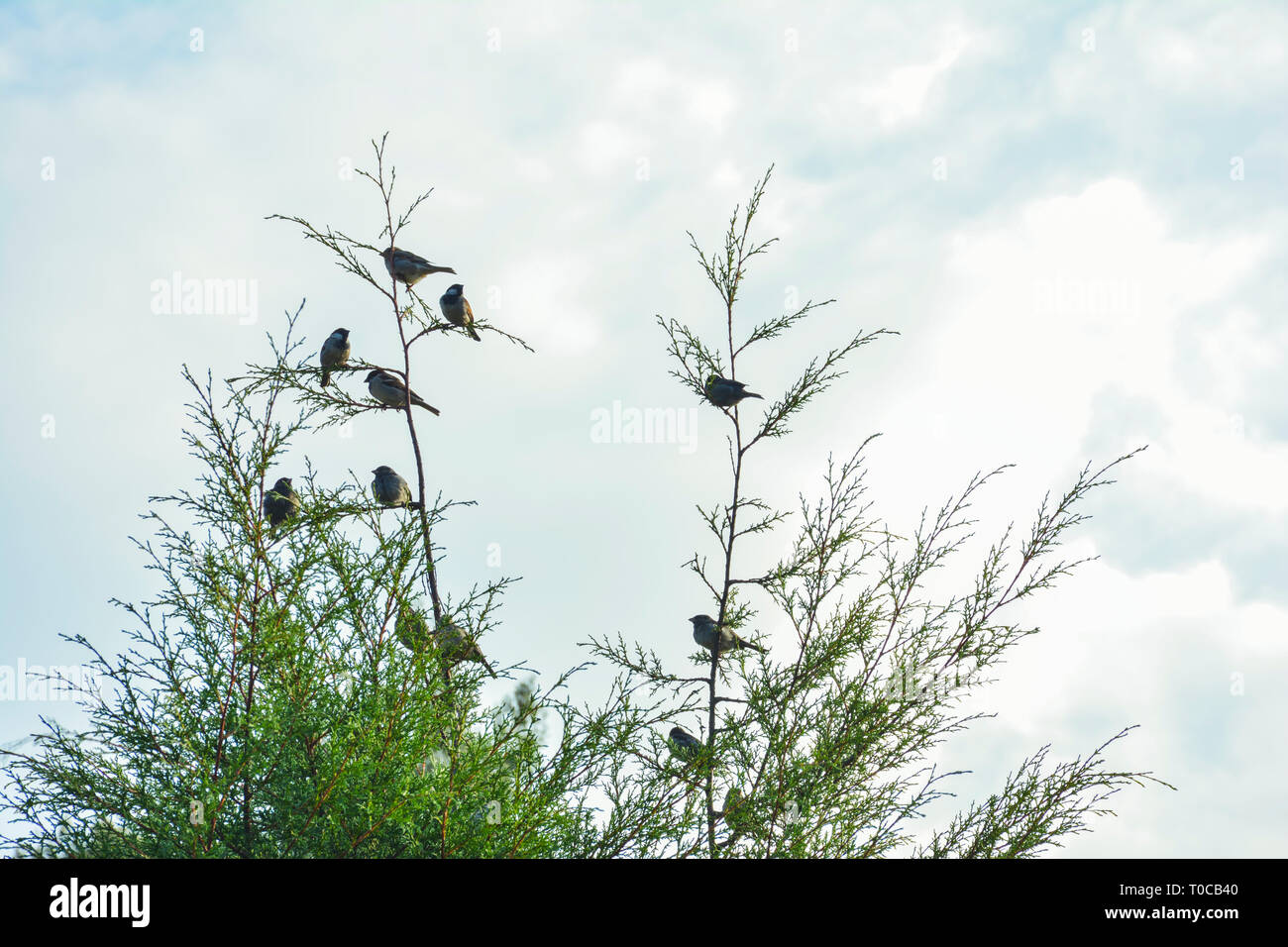 Vögel sitzen auf dem baum -Fotos und -Bildmaterial in hoher Auflösung ...