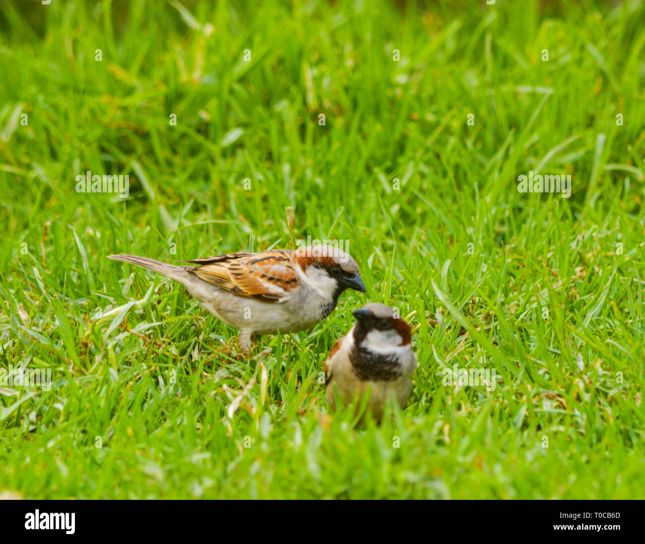Sparrow bird -Fotos und -Bildmaterial in hoher Auflösung – Alamy
