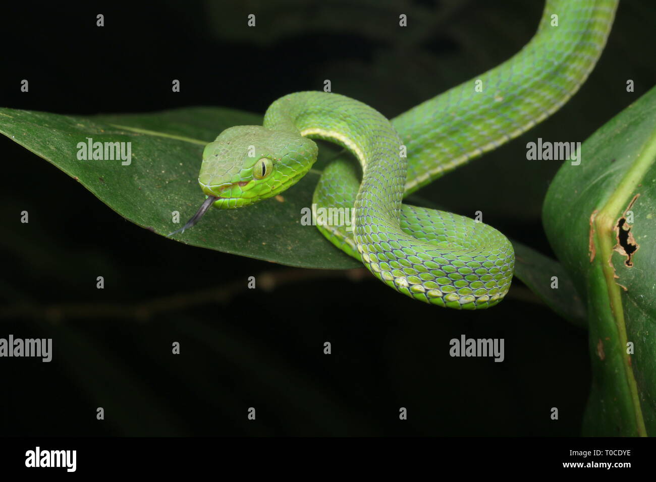 Greifvoegel auf indonesia -Fotos und -Bildmaterial in hoher Auflösung – Alamy