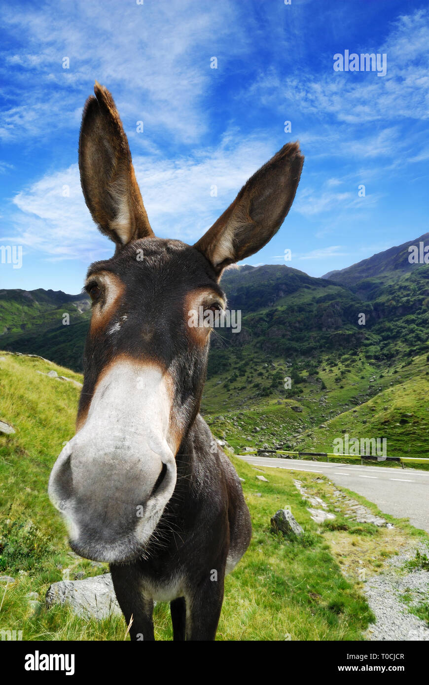 Hintergrund des blauen himmels des esels -Fotos und -Bildmaterial in ...
