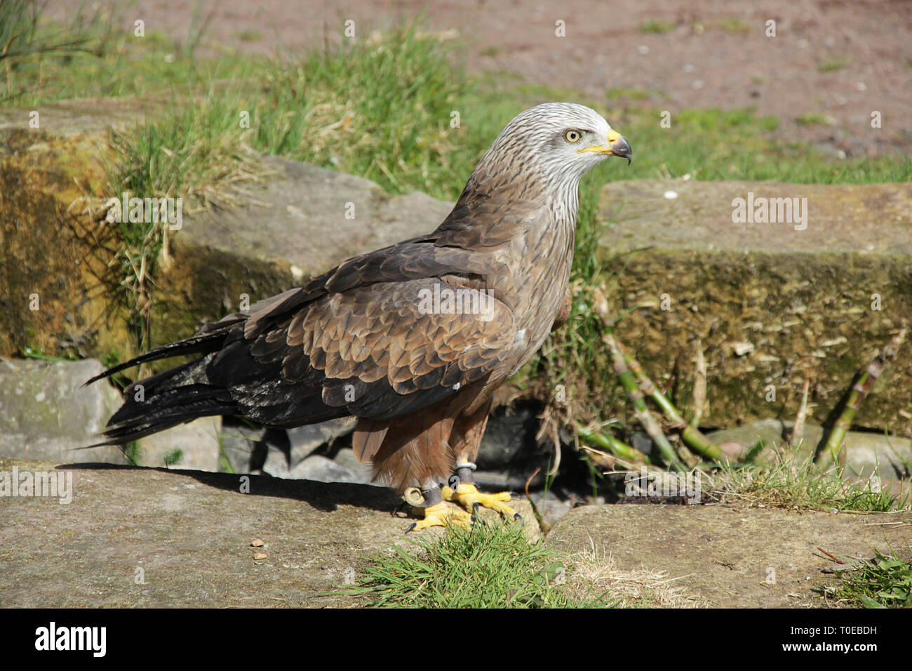 Jagd mit raubvogel -Fotos und -Bildmaterial in hoher Auflösung – Alamy