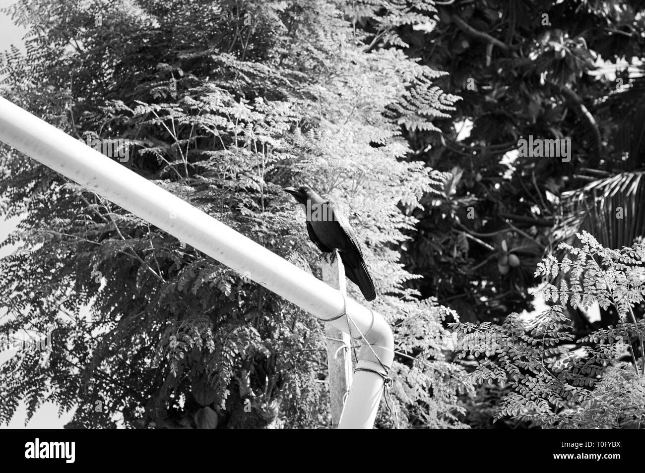 Vogel malediven Schwarzweiß-Stockfotos und -bilder - Alamy