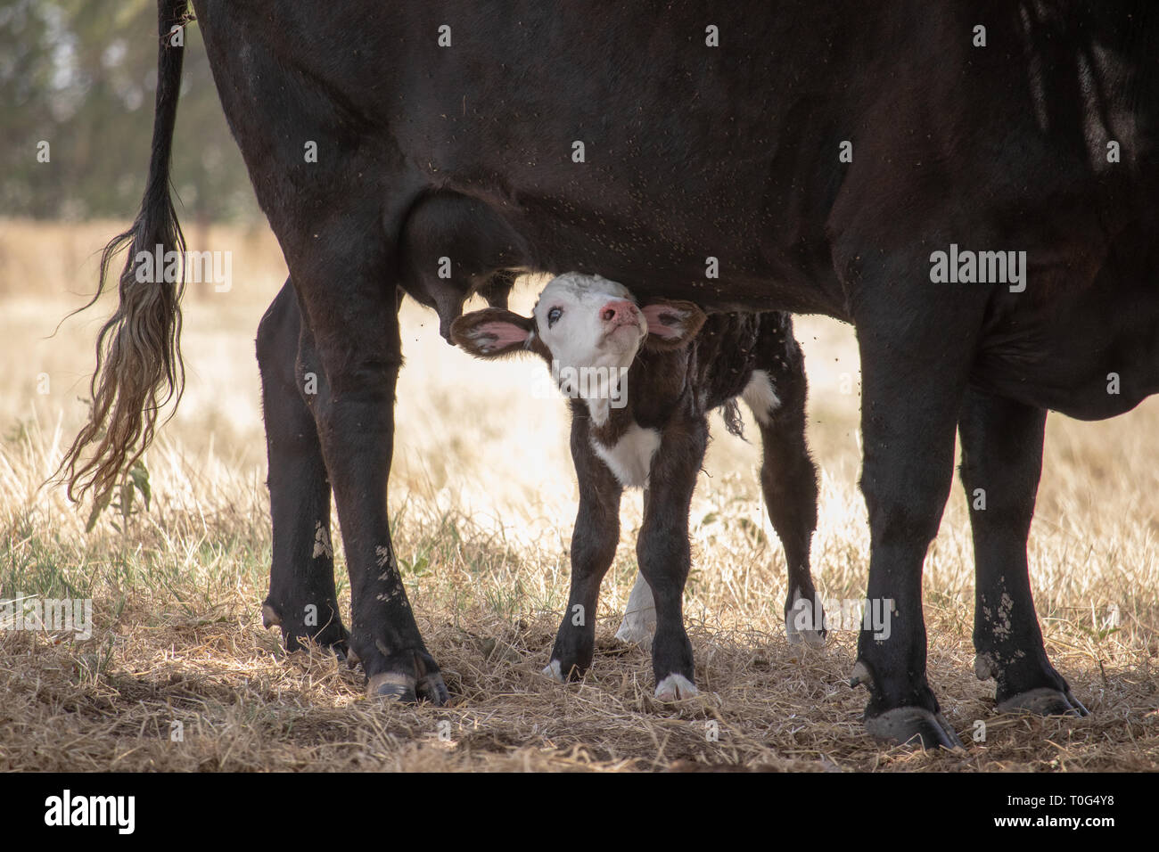 Calving cow -Fotos und -Bildmaterial in hoher Auflösung – Alamy