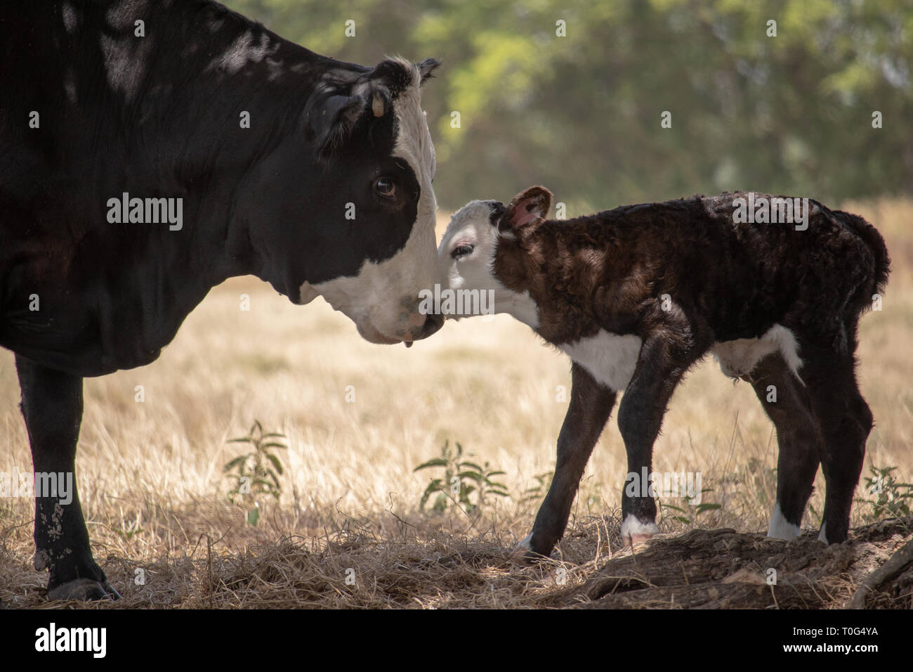 Kuh mit ihrem neugeborenen Kalb Minuten nach der Geburt Stockfotografie ...