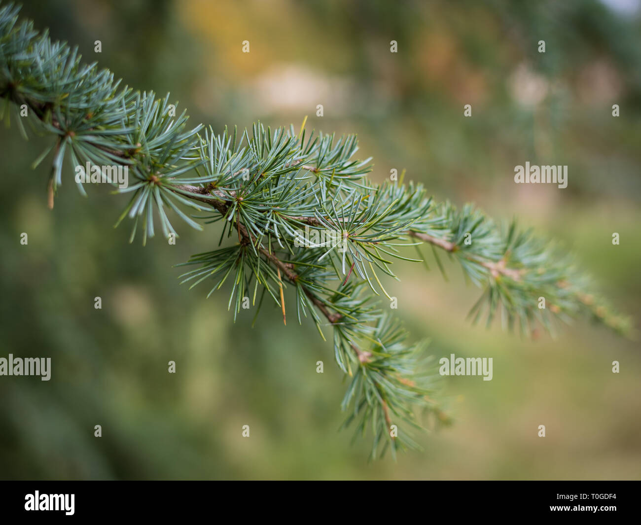 Cedrus deodara nadelbaum -Fotos und -Bildmaterial in hoher Auflösung ...