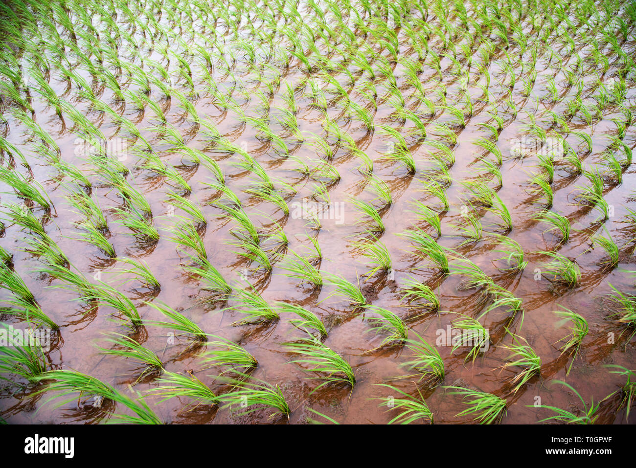 Reisanbau in asien -Fotos und -Bildmaterial in hoher Auflösung – Alamy