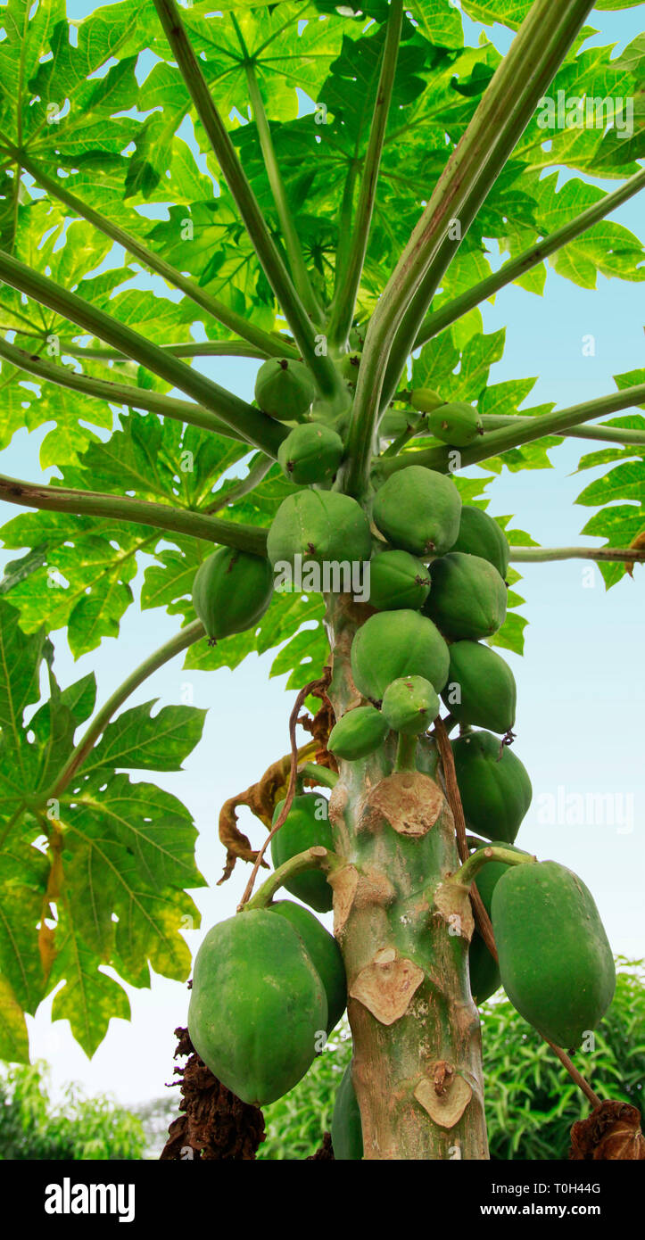 Papaya Baum Kaufen