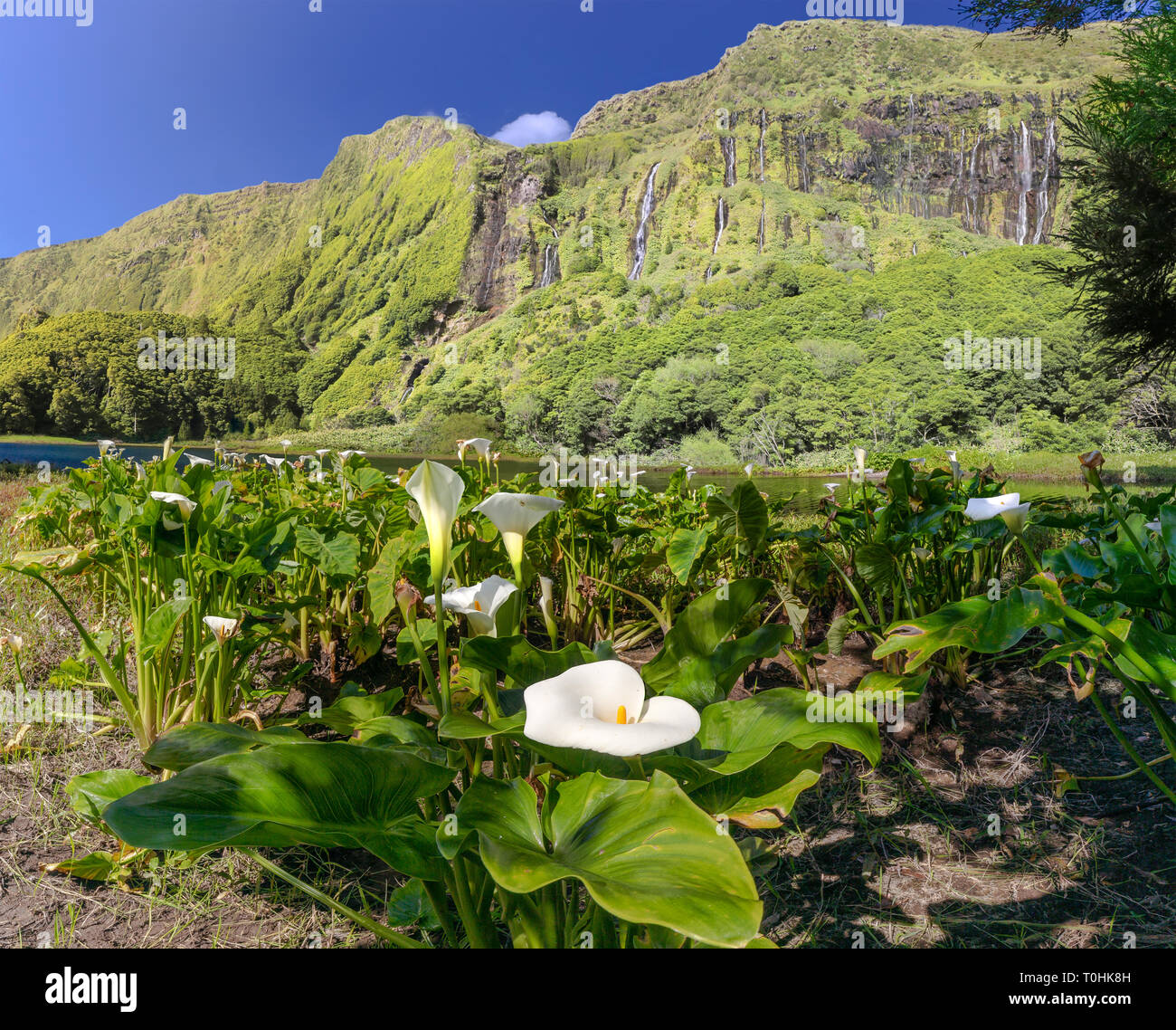 Flores azores flowers -Fotos und -Bildmaterial in hoher Auflösung – Alamy