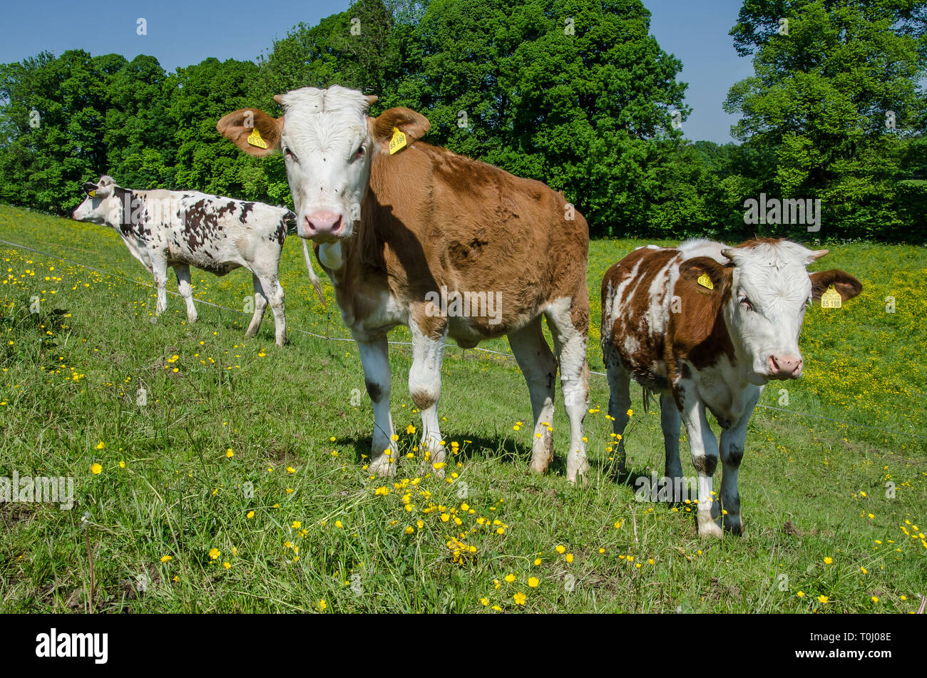 Gekreuzt mit milchrassen oder mit rinderrassen -Fotos und -Bildmaterial ...
