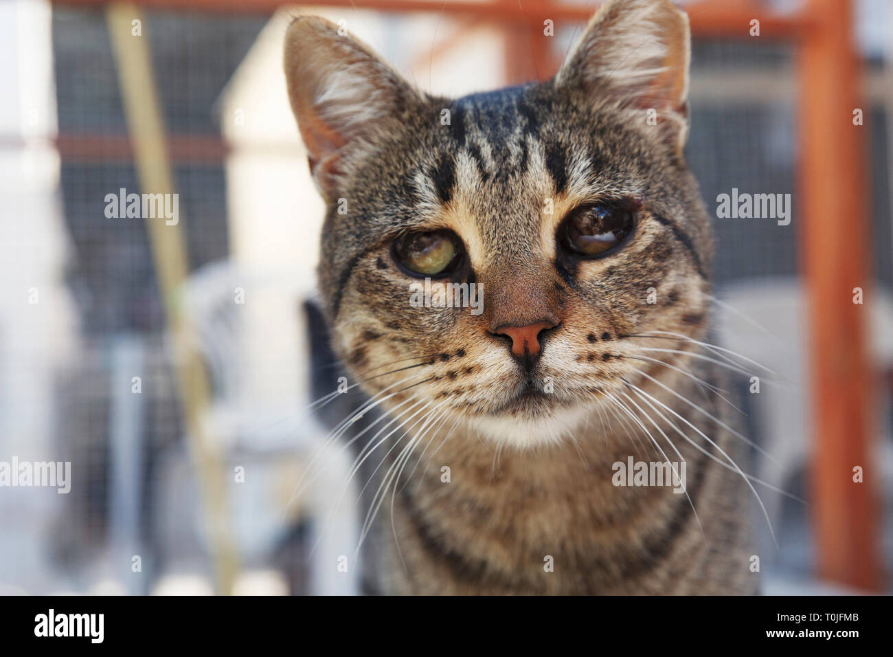 Blinde katze -Fotos und -Bildmaterial in hoher Auflösung – Alamy