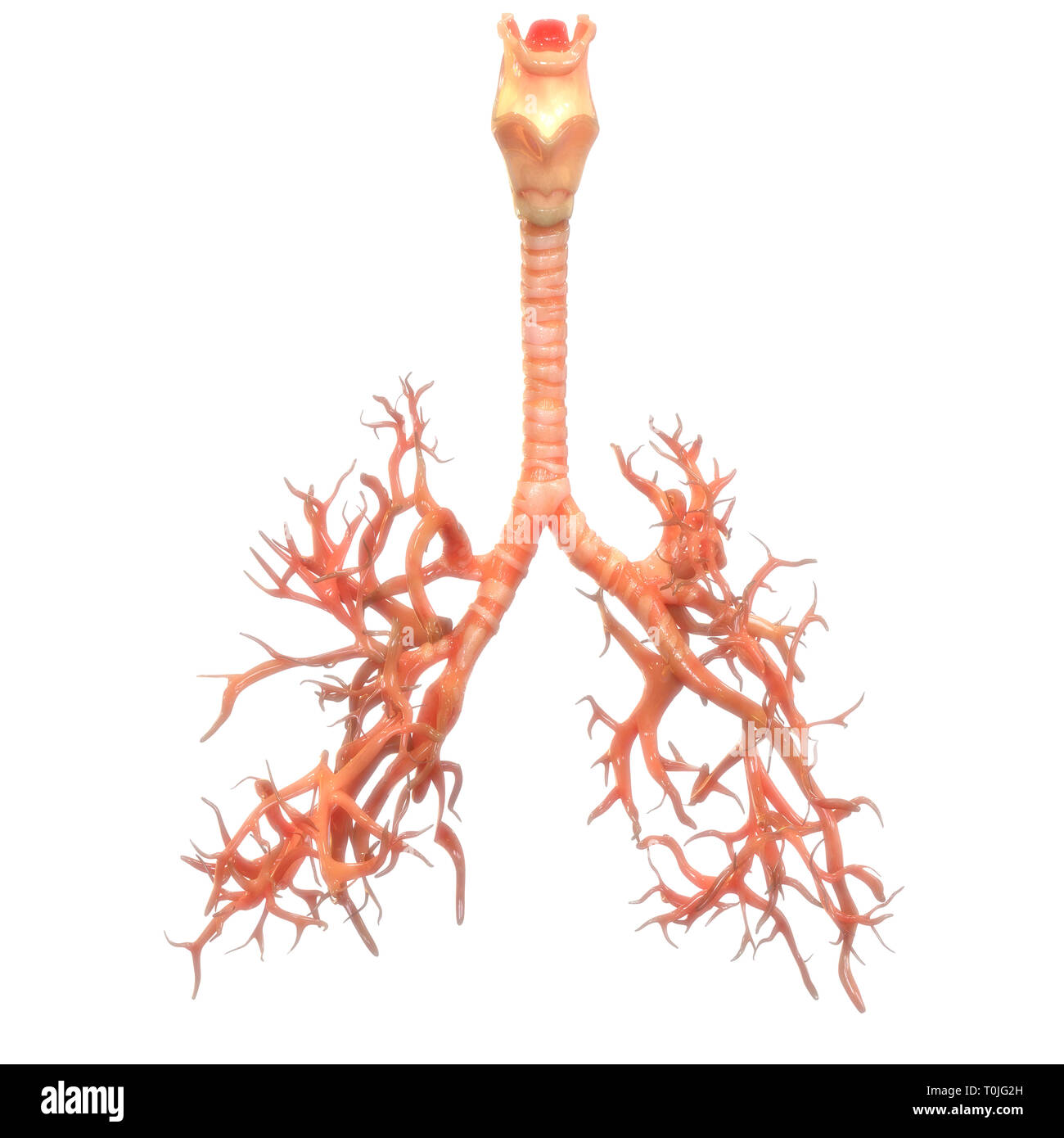 Menschliches Atmungssystem Stockfotos und -bilder Kaufen - Alamy