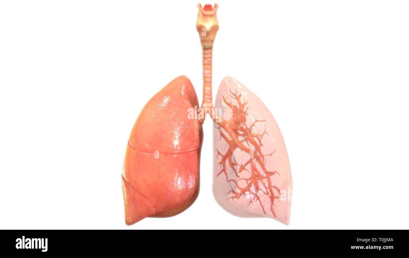 Menschliche Atmungssystem Lungen Anatomie Stockfotografie - Alamy