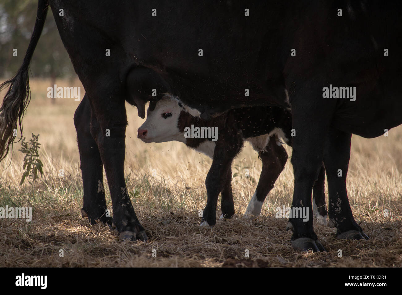 Schwarze kuh stillendes kalb -Fotos und -Bildmaterial in hoher ...