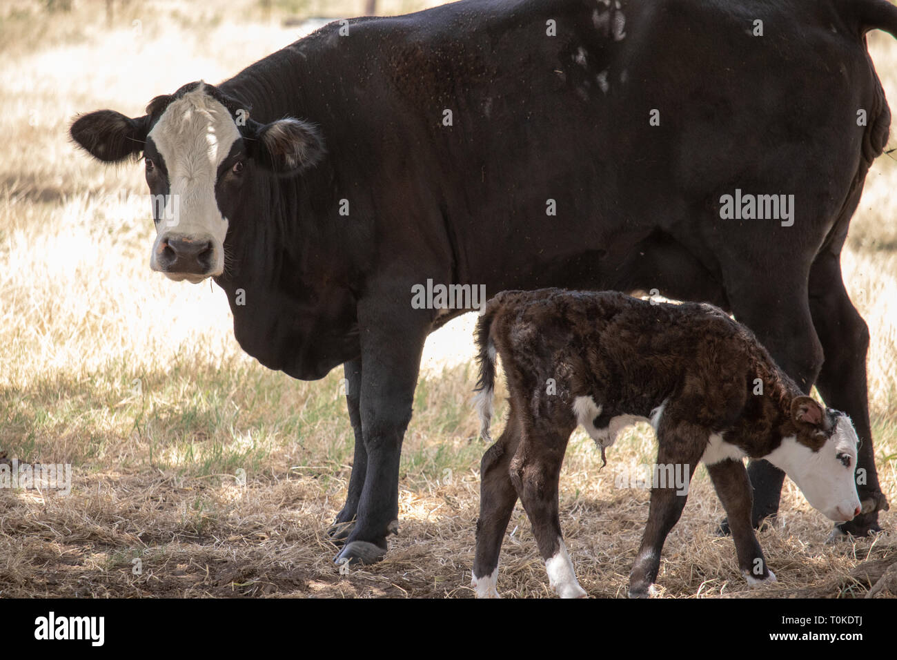 Schwarze kuh stillendes kalb -Fotos und -Bildmaterial in hoher ...