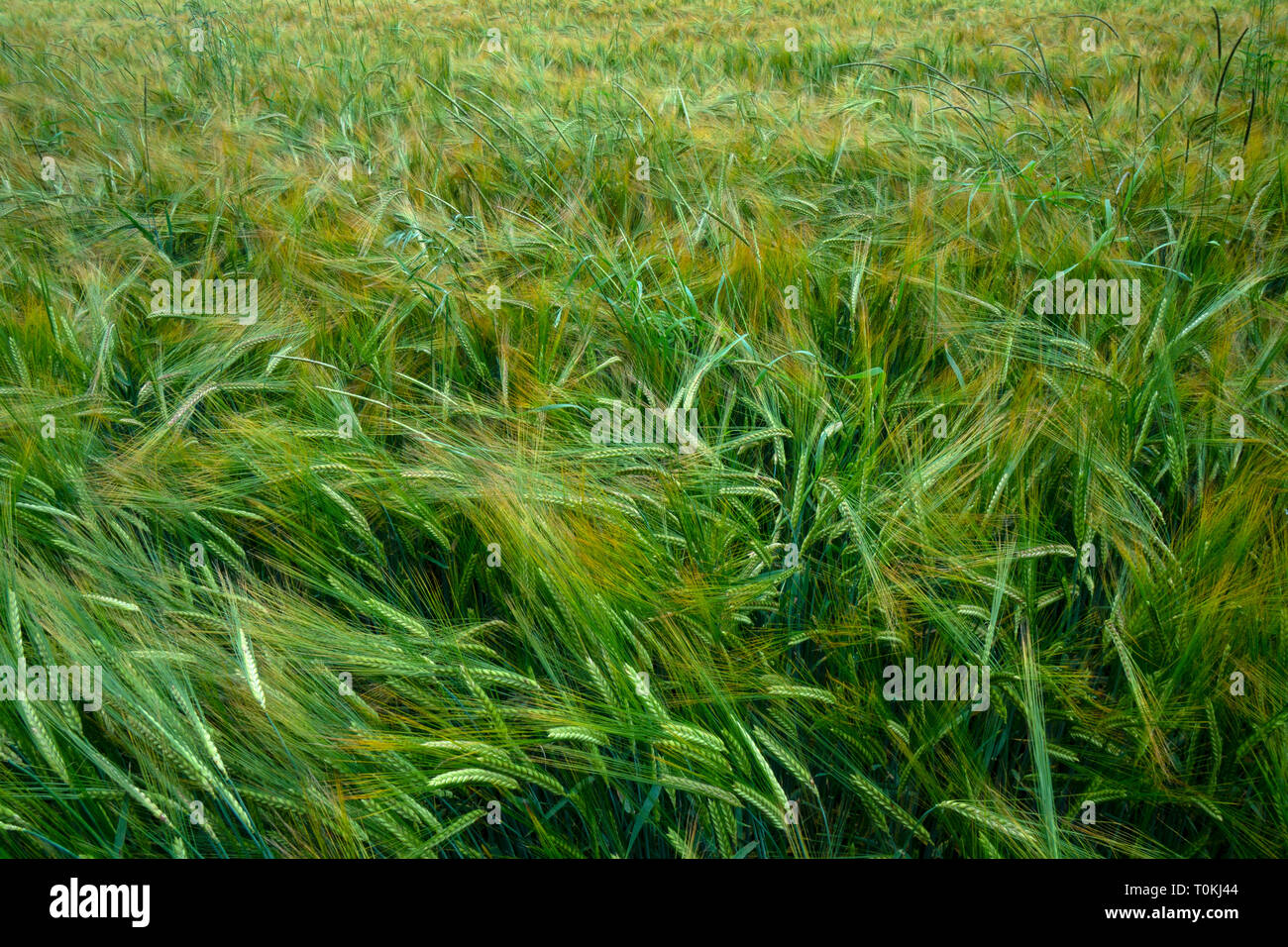 Gerstenfeld wind -Fotos und -Bildmaterial in hoher Auflösung – Alamy