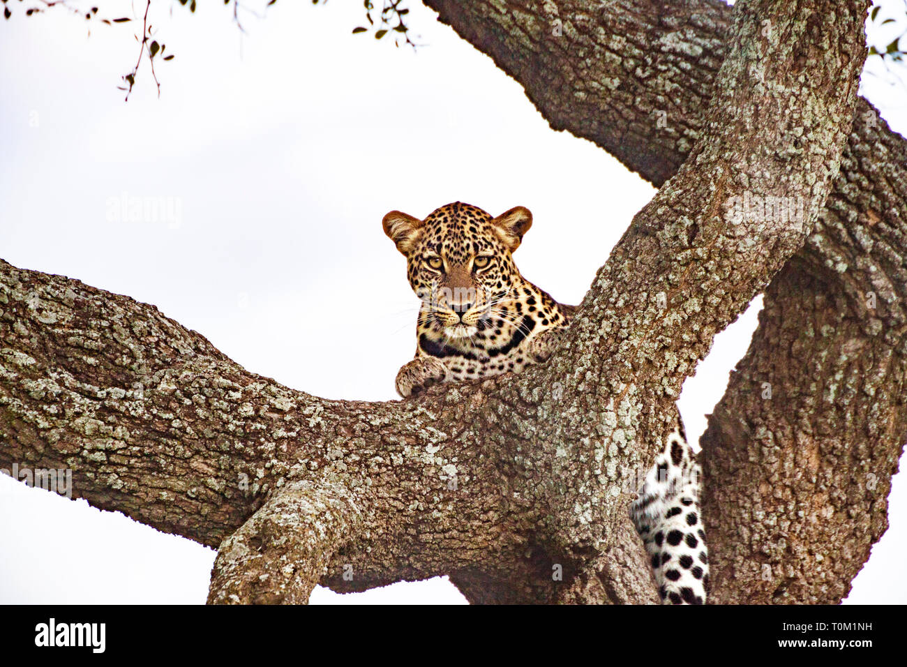 Leopard im baum -Fotos und -Bildmaterial in hoher Auflösung – Alamy