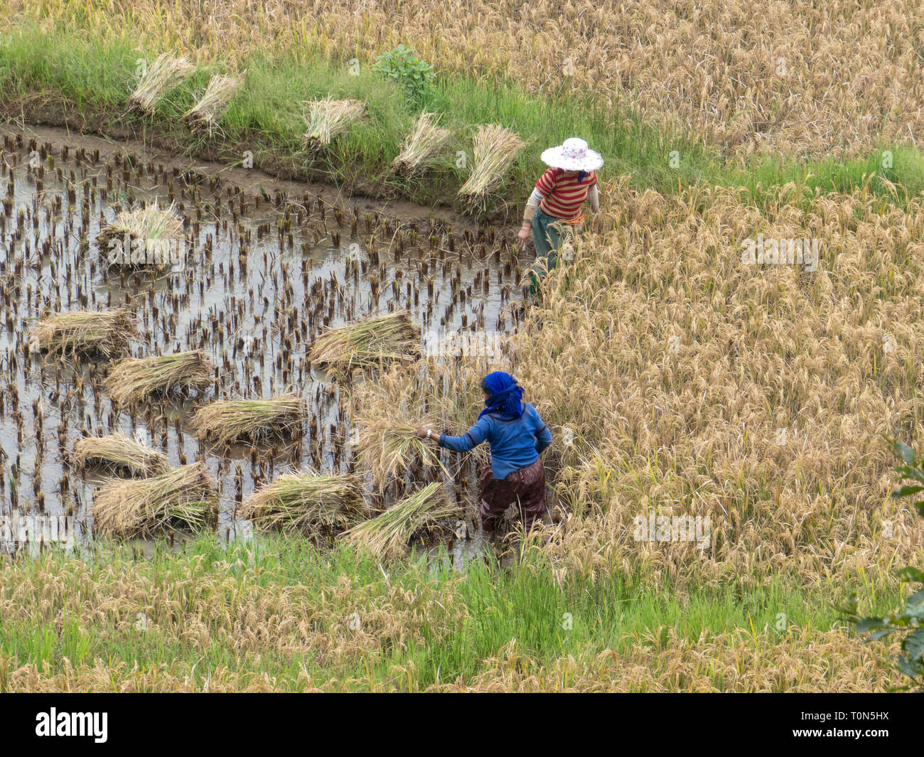 Feldarbeit in reisfeldern von china -Fotos und -Bildmaterial in hoher ...
