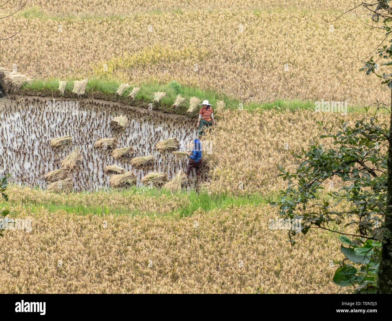 Feldarbeit in reisfeldern von china -Fotos und -Bildmaterial in hoher ...