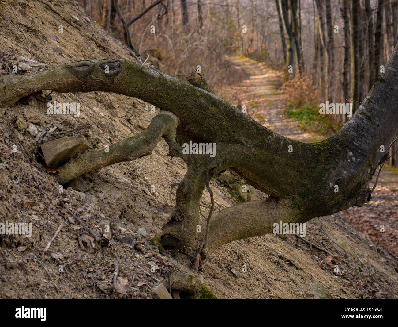 Ineinander verschlungene bäume -Fotos und -Bildmaterial in hoher ...