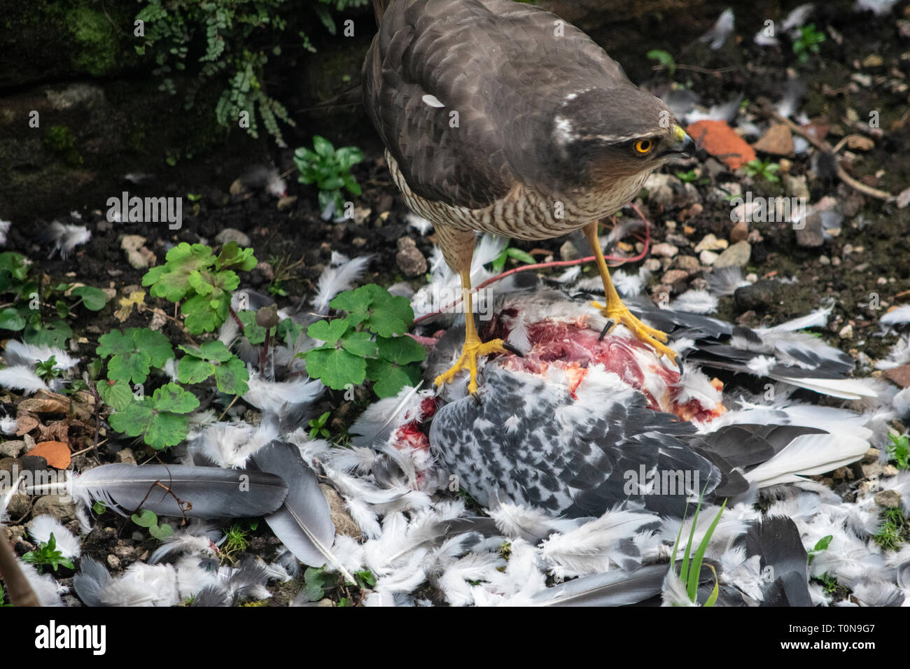 Totes fleisch -Fotos und -Bildmaterial in hoher Auflösung – Alamy