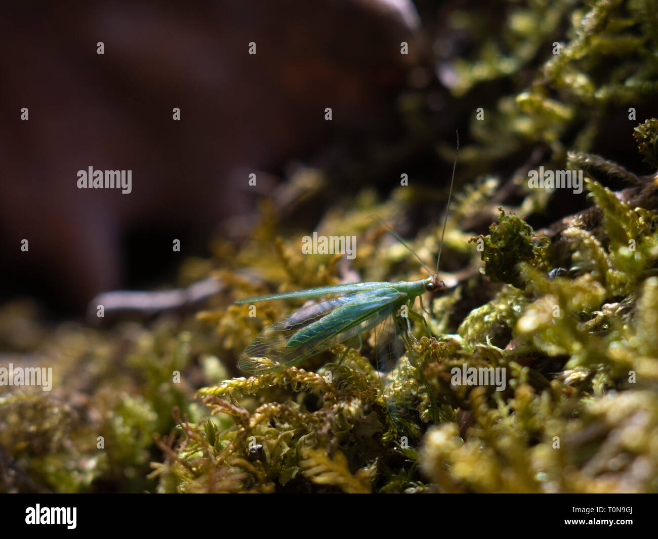 Grüne florfliegen -Fotos und -Bildmaterial in hoher Auflösung – Alamy
