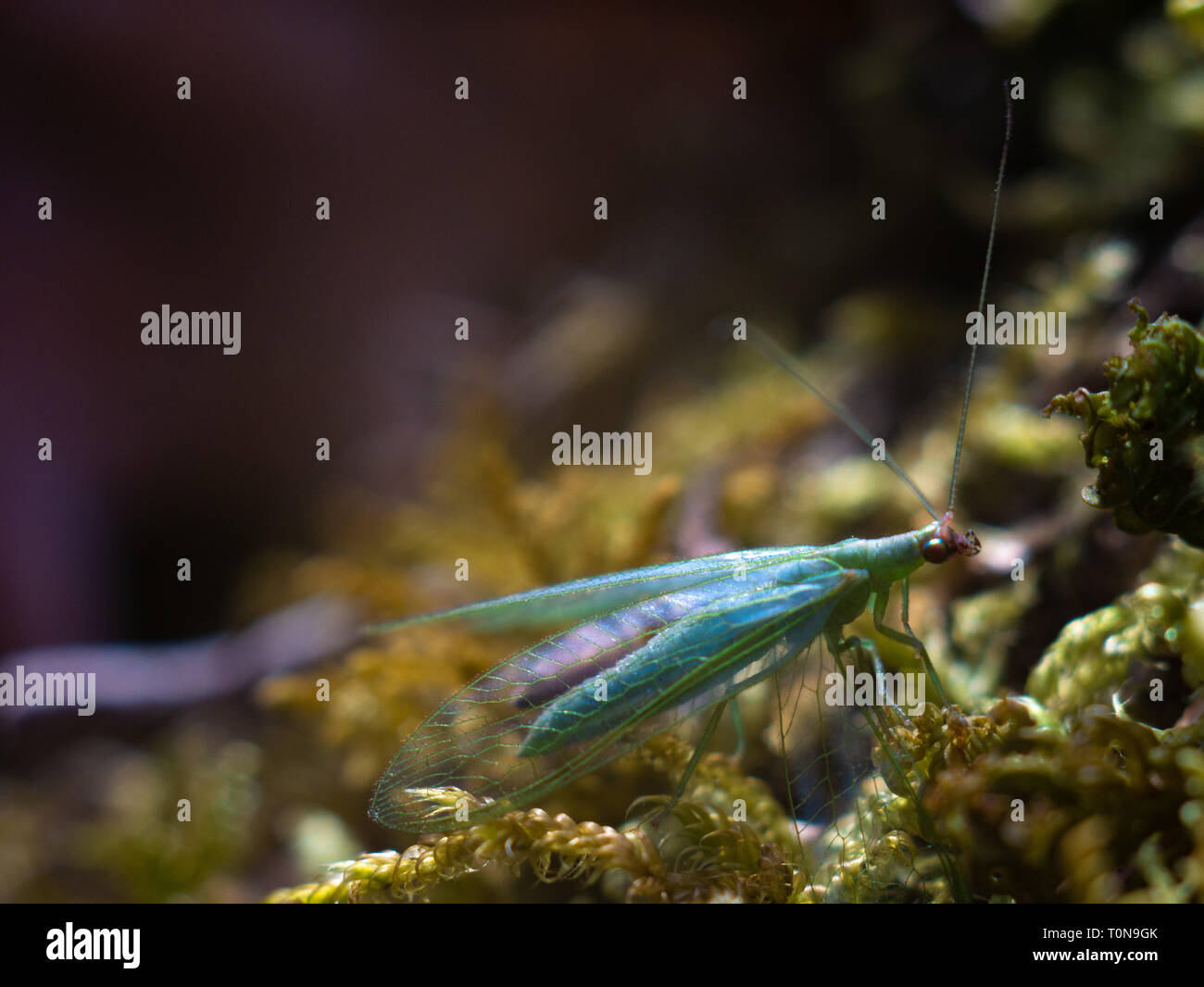 Grüne florfliegen -Fotos und -Bildmaterial in hoher Auflösung – Alamy