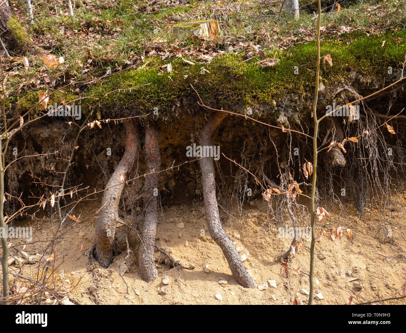 Ineinander verschlungene bäume -Fotos und -Bildmaterial in hoher ...