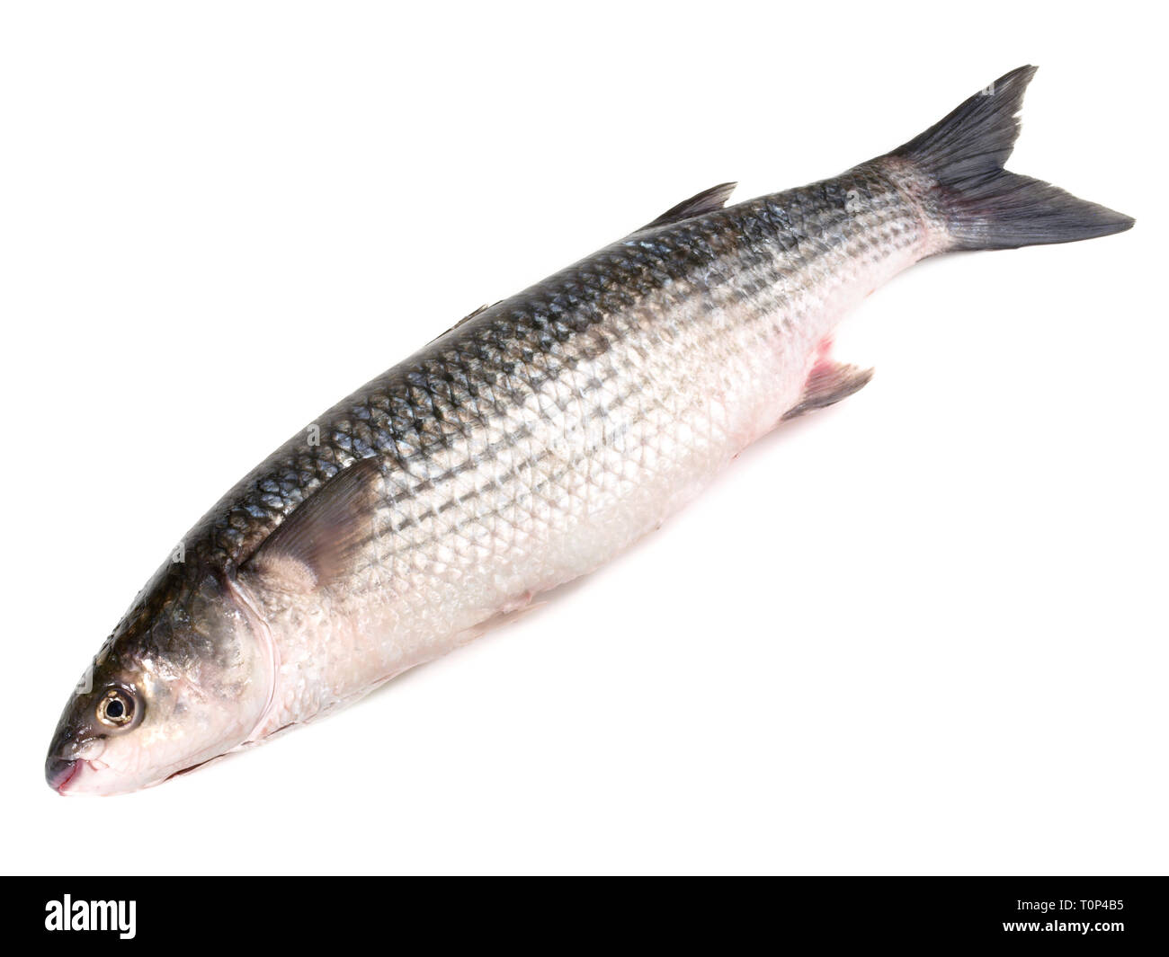 Mullet fish -Fotos und -Bildmaterial in hoher Auflösung – Alamy