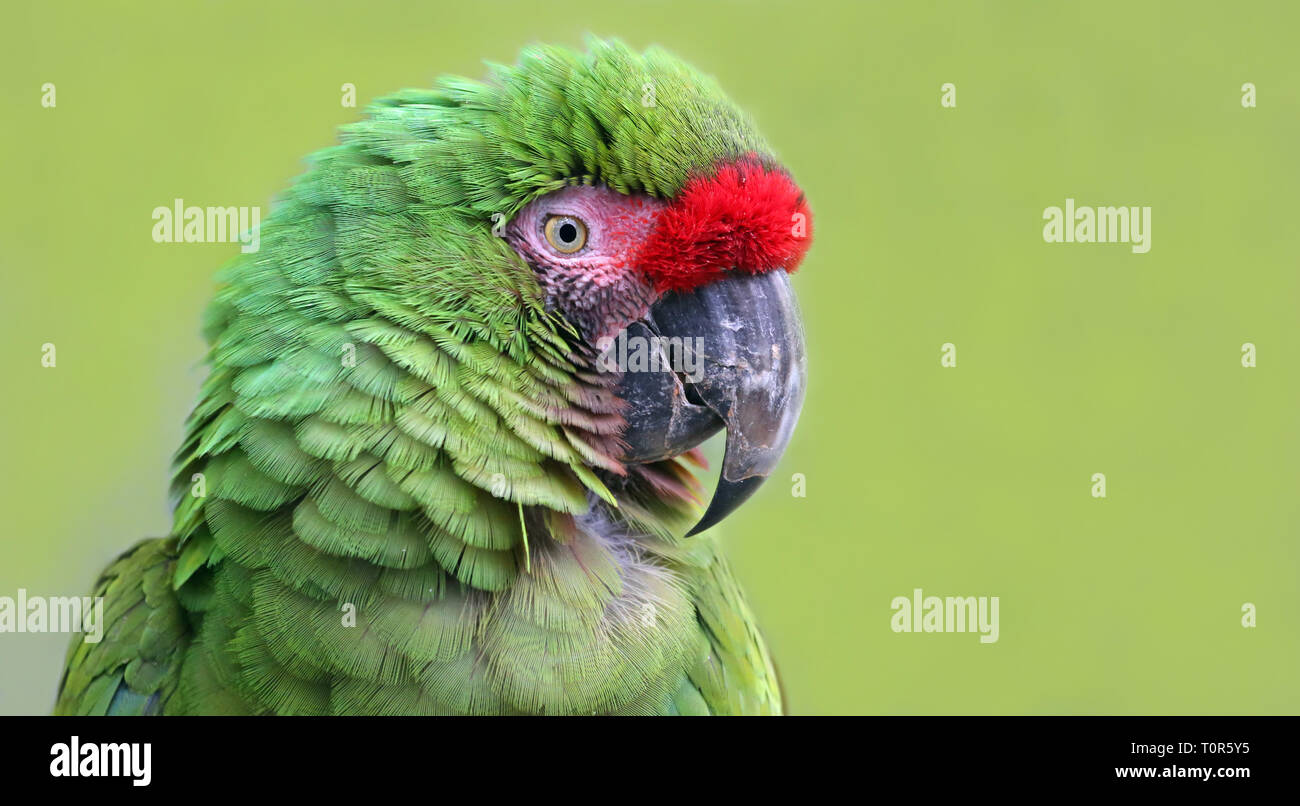 Military macaw ara militaris -Fotos und -Bildmaterial in hoher ...