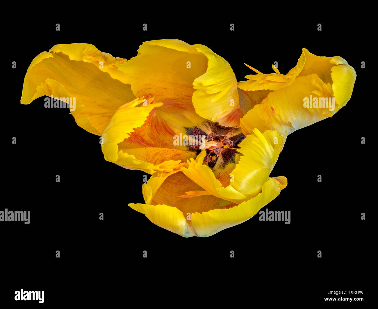 Fantastischer realismus stil -Fotos und -Bildmaterial in hoher Auflösung – Alamy