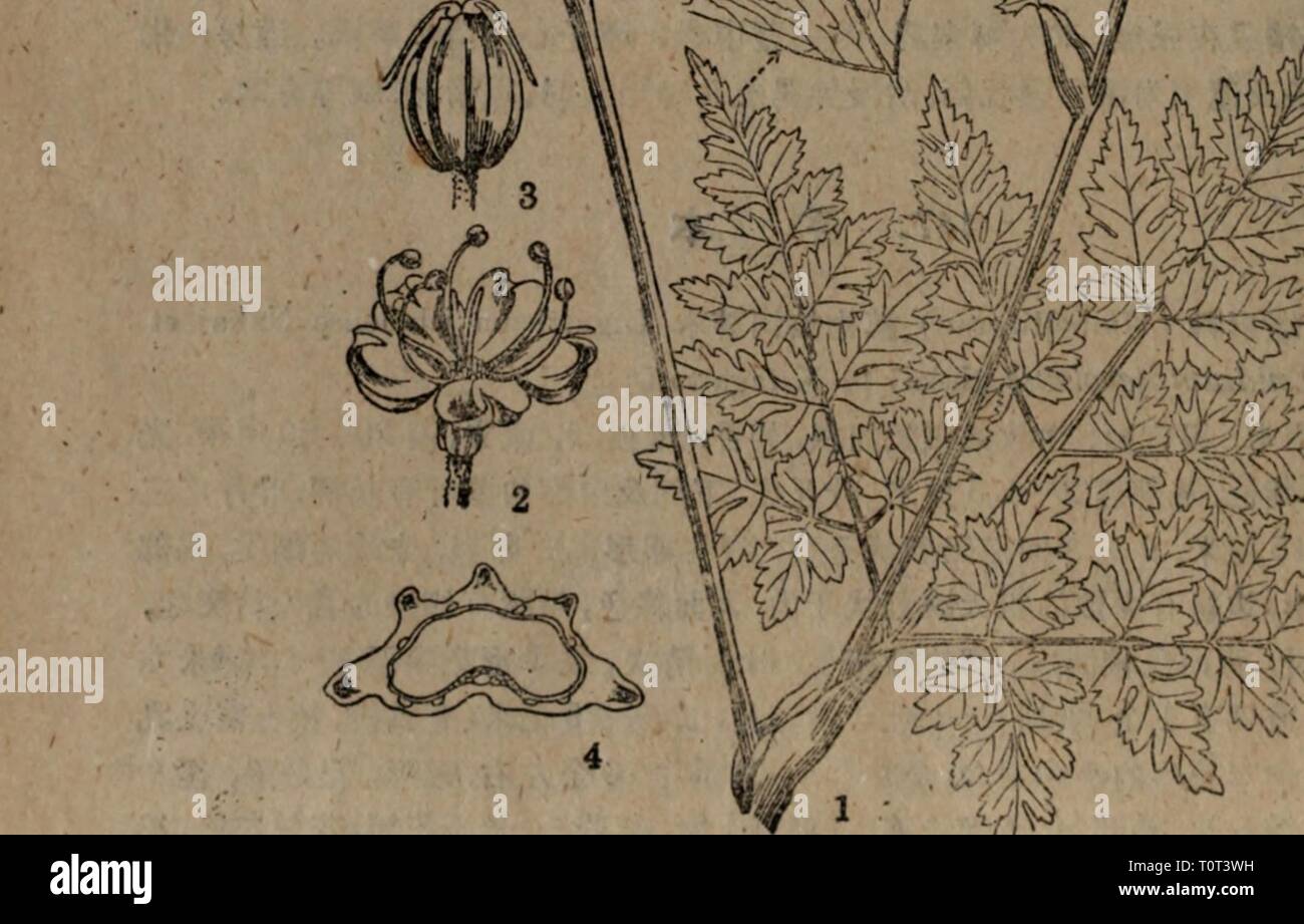 Dong bei Zhi wu Yao dong bei Zhi wu Yao tu Zhi dongbeizhiwuyaot 00 Xiao ...