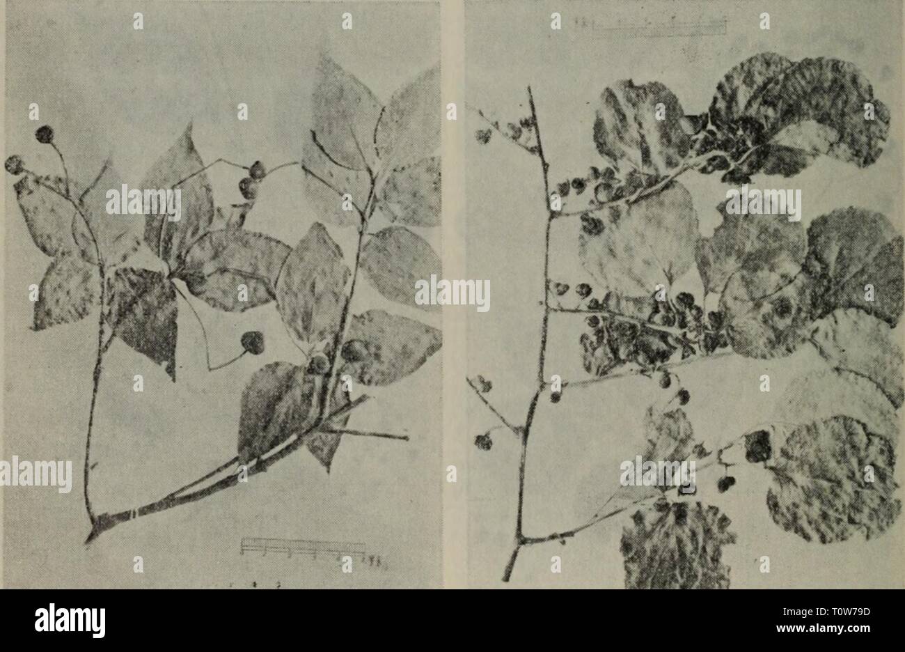 Dong bei mu ben Zhi dong bei mu ben Zhi wu tu Zhi dongbeimubenzhiw 00 ...