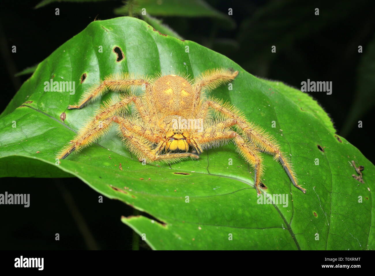 Heteropoda davidbowie -Fotos und -Bildmaterial in hoher Auflösung – Alamy